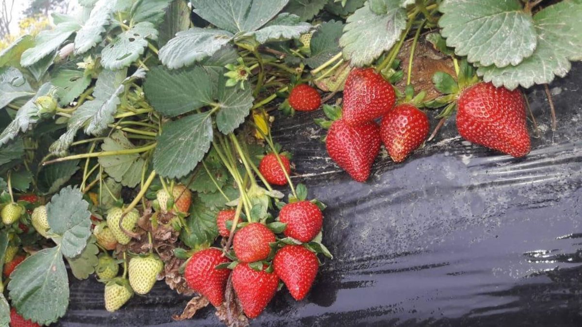 Los secretos de los productores de frutillas: consejos para un cultivo ...