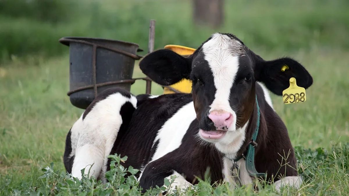 El tambo mejora su rentabilidad pero el sector sigue perdiendo plata