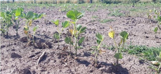 La sequía recorta 12 millones de toneladas a la cosecha de soja