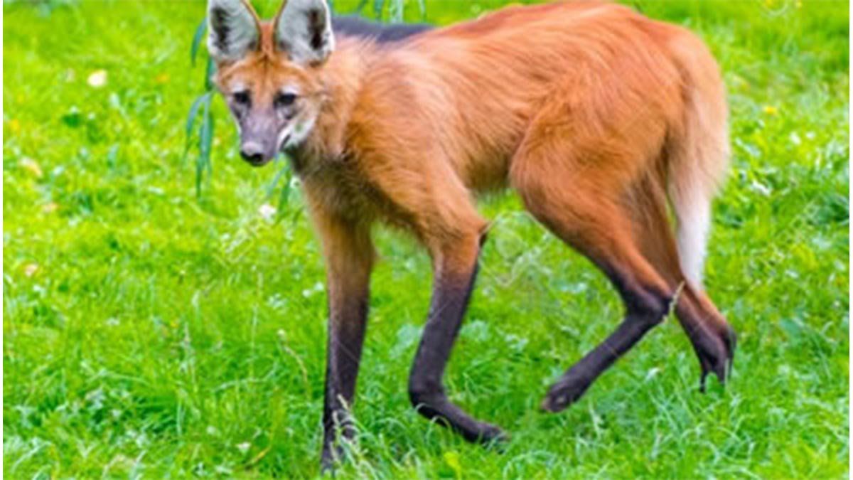 El aguará guazú y otras especies son monumentos naturales