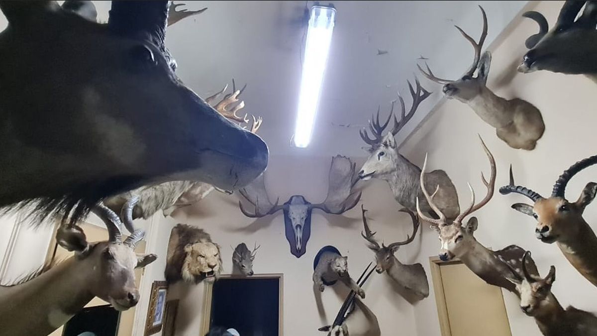 Animales éxoticos embalsamados en fábrica de chocolate