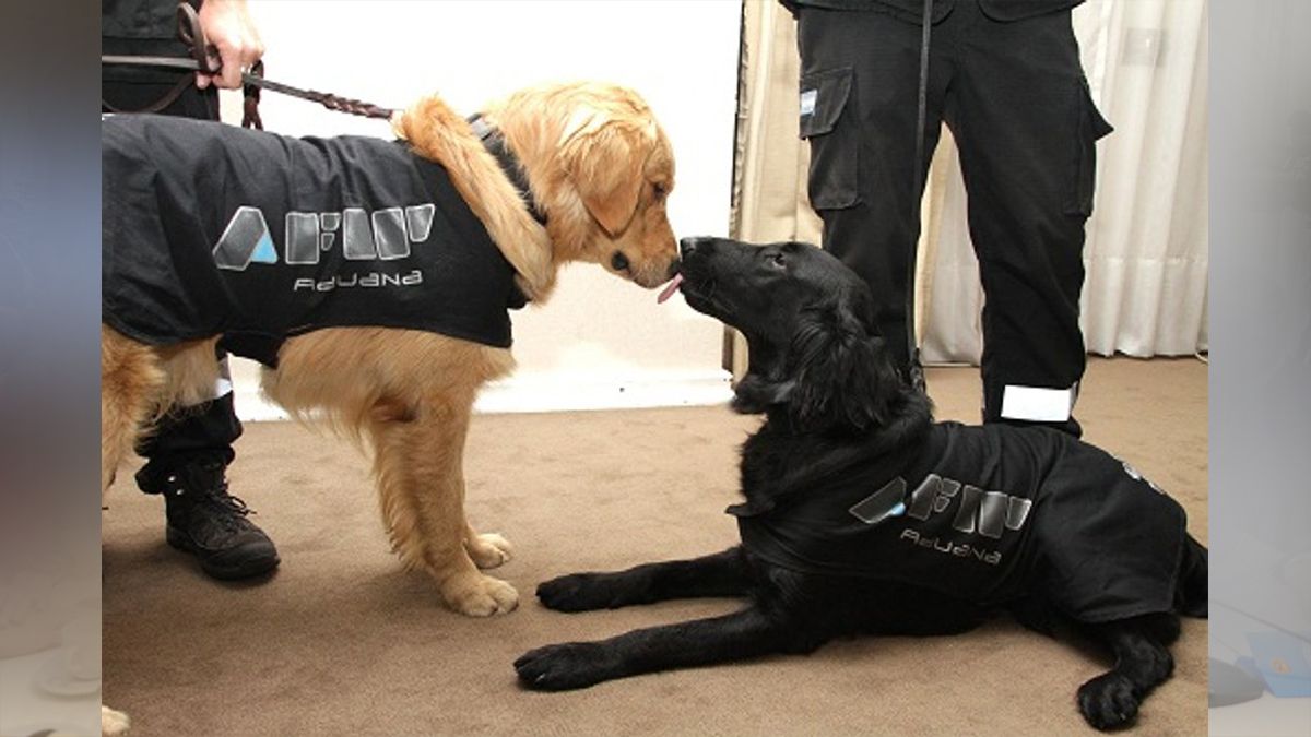 La Dirección General de Aduanas jubiló a 14 perros detectores