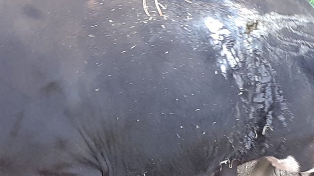 El drama de las vacas empastadas