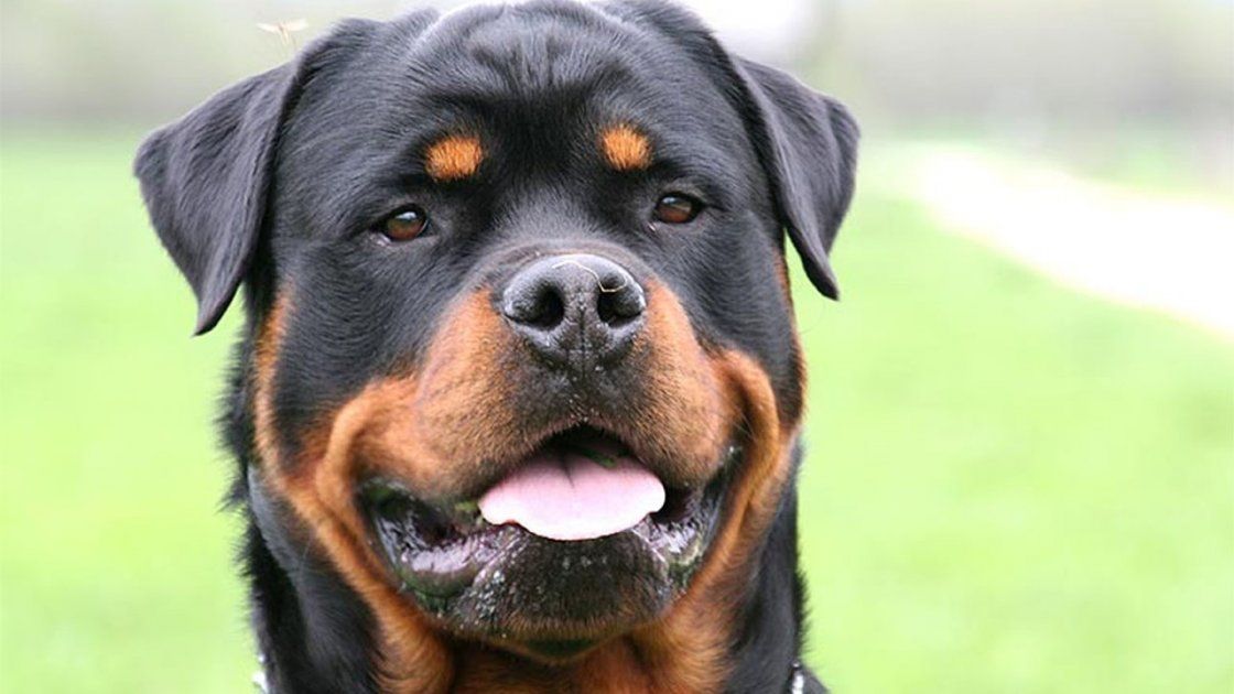 Un rottweiler cuidó a un bebé recién nacido durante toda una noche