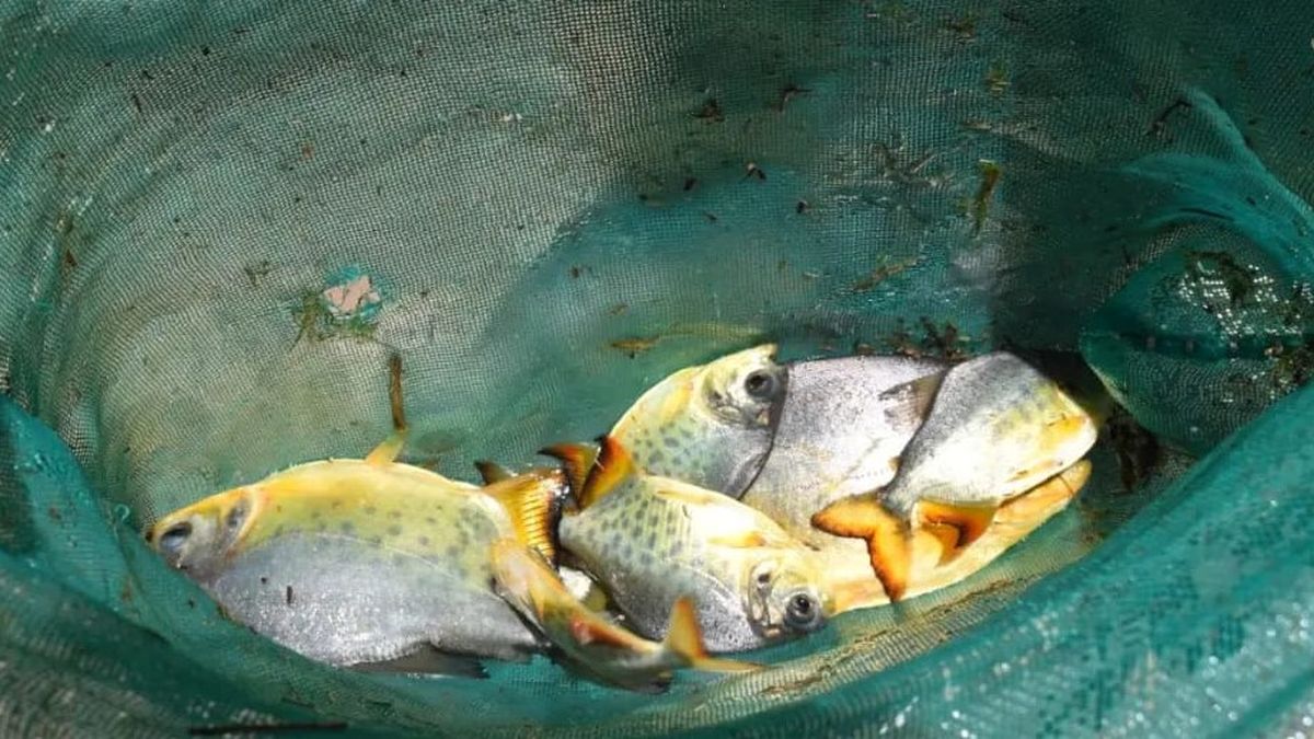 Coronda: llegaron 300 pacús para ser sembrados en la zona de islas