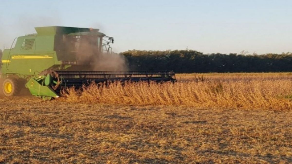 Buenos rindes: se espera una cosecha de 50 millones de toneladas de ...