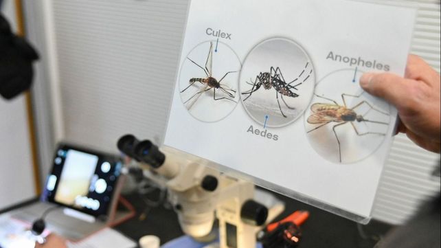 Objetivo Dengue: cómo funciona la red de monitoreo que permitió ...