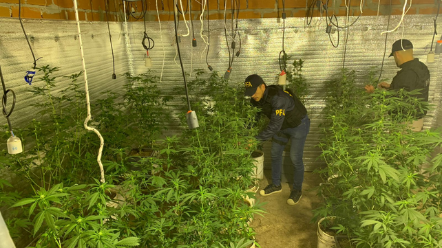 Hallan un cultivo de marihuana indoor a gran escala en la zona sur de Rosario
