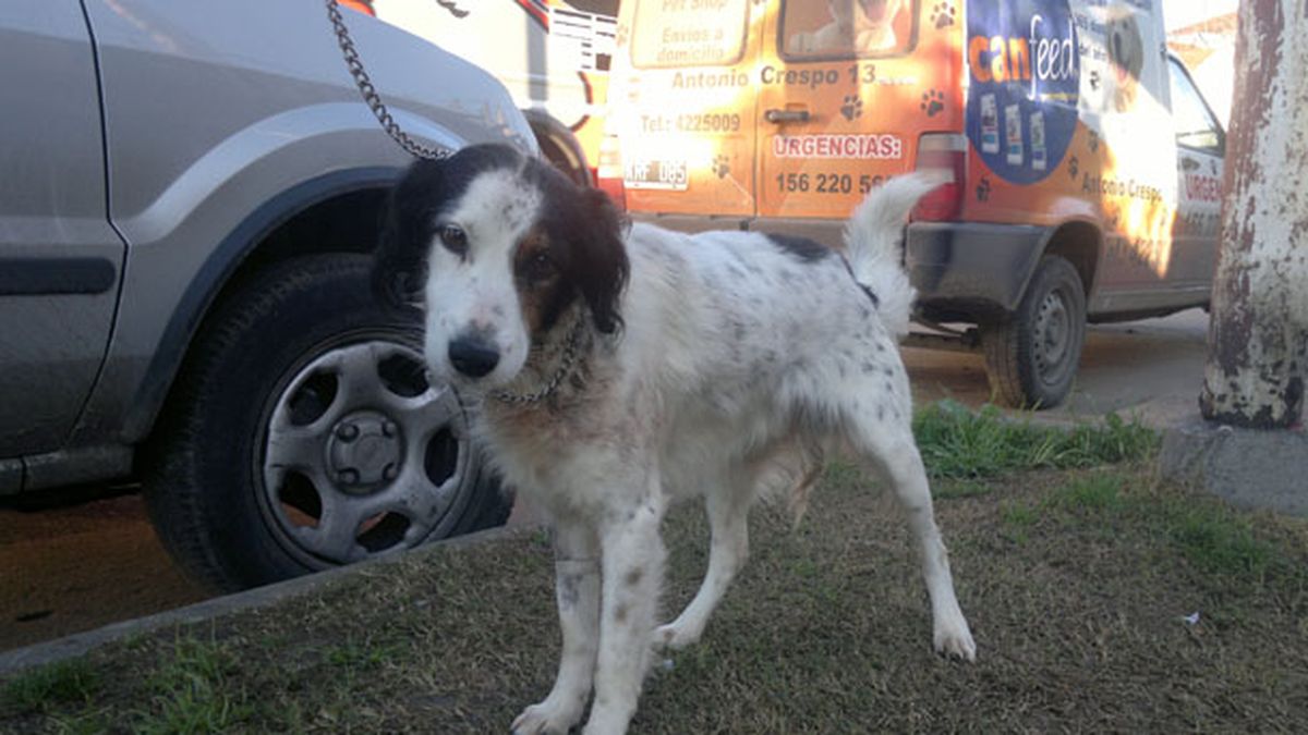 El perrito Ruffo ya camina, aunque su mejoría es lenta