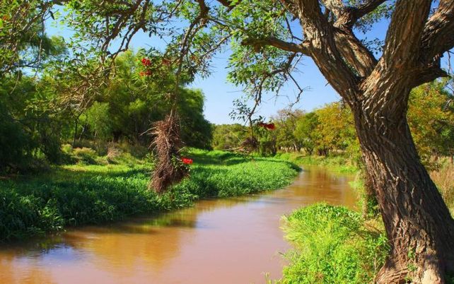 Día de la Flor Nacional: por qué se eligió el ceibo y qué leyendas ...
