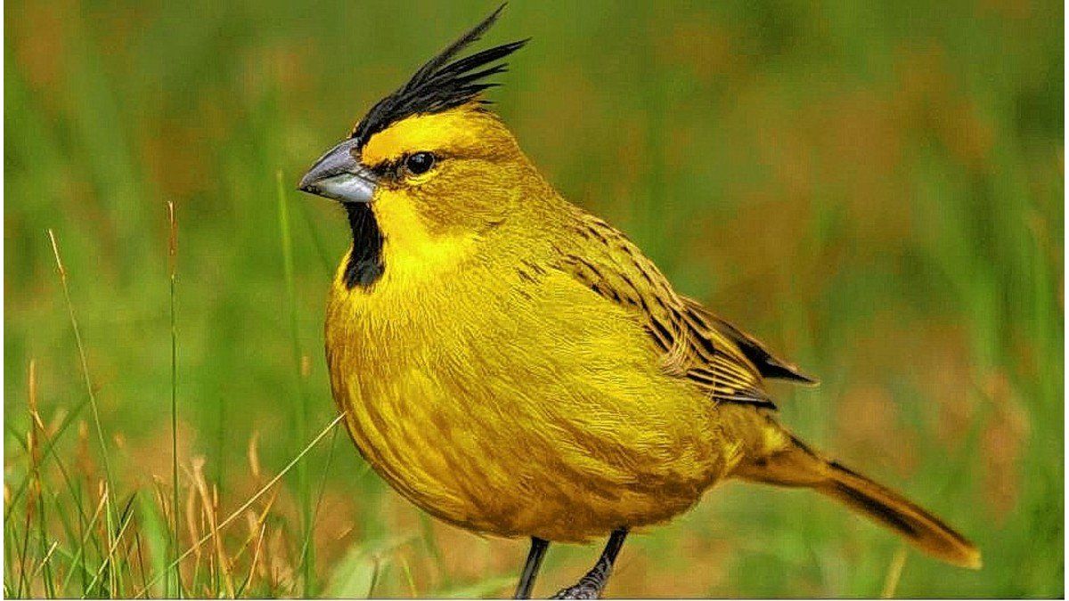 El cardenal amarillo y el águila coronada son dos nuevos monumentos ...