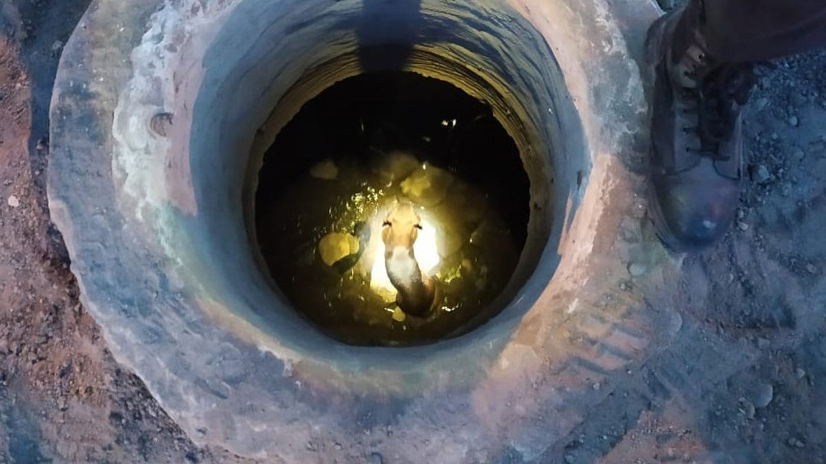 Rescatan a un perro que cayó en un pozo profundo y angosto
