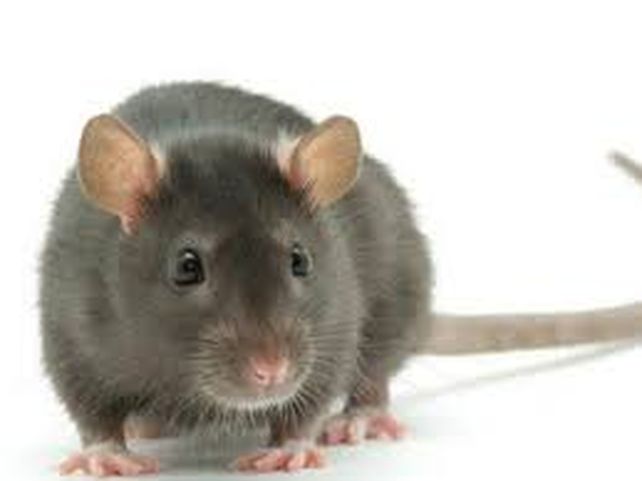 Un joven cenó en un restaurante y para no pagar la cuenta soltó una rata