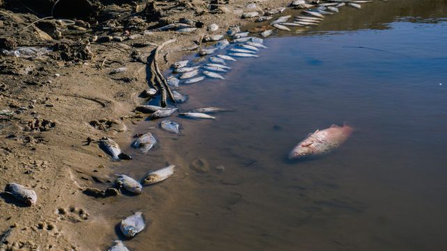Ahora los peces muertos aparecieron en Gualeguay