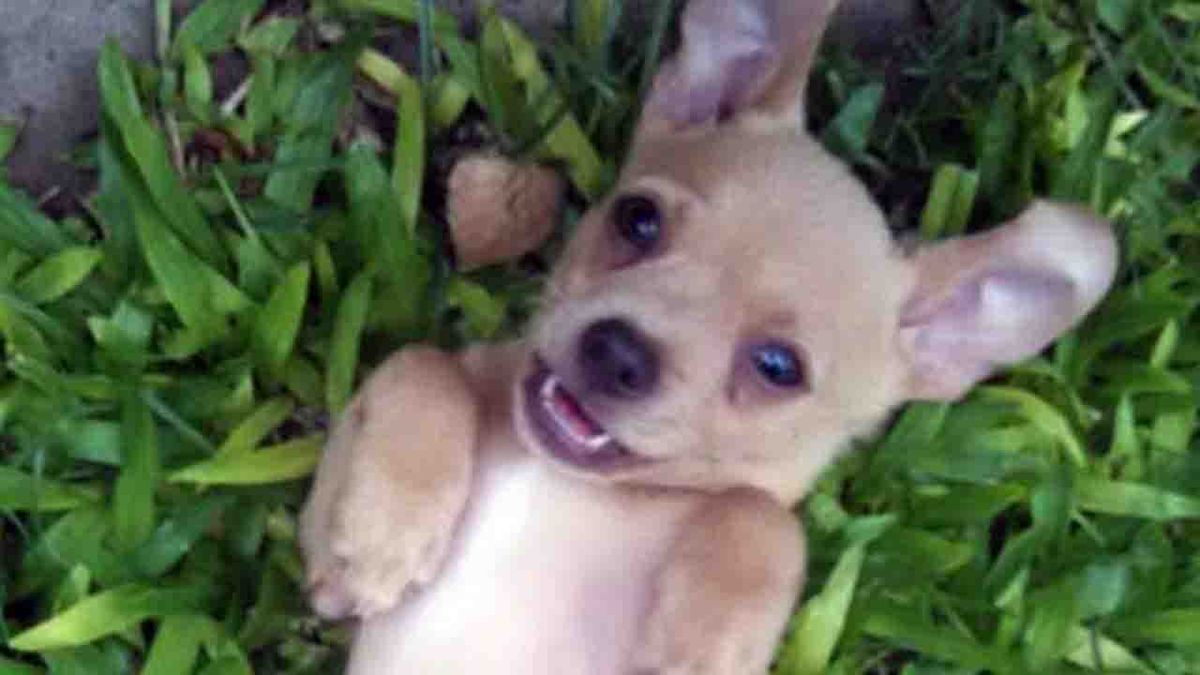 Apareció Timoteo, el perrito que era buscado por Tobías de 6 años