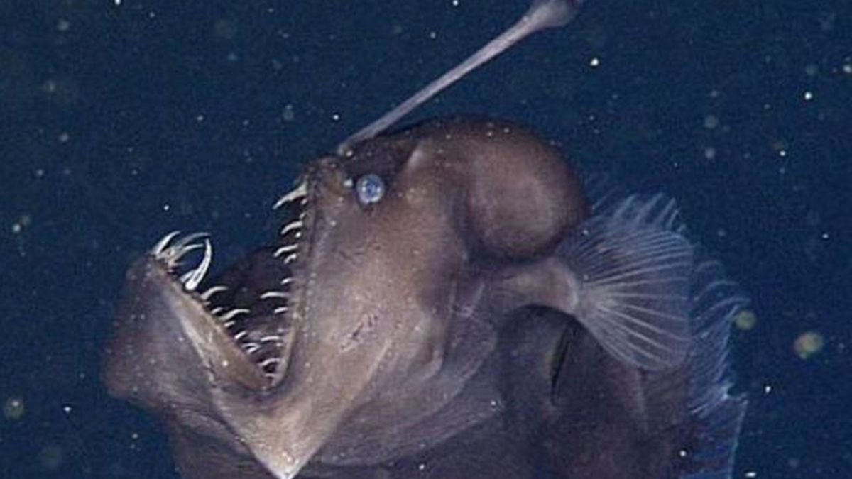 Conocé al misterioso diablo negro del mar