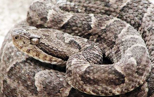Hallaron una víbora yarará de gran tamaño en la costanera central de ...