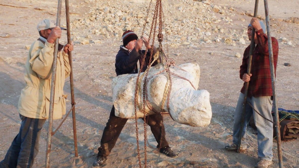 Encontraron en Perú restos fósiles del que sería el animal más pesado ...