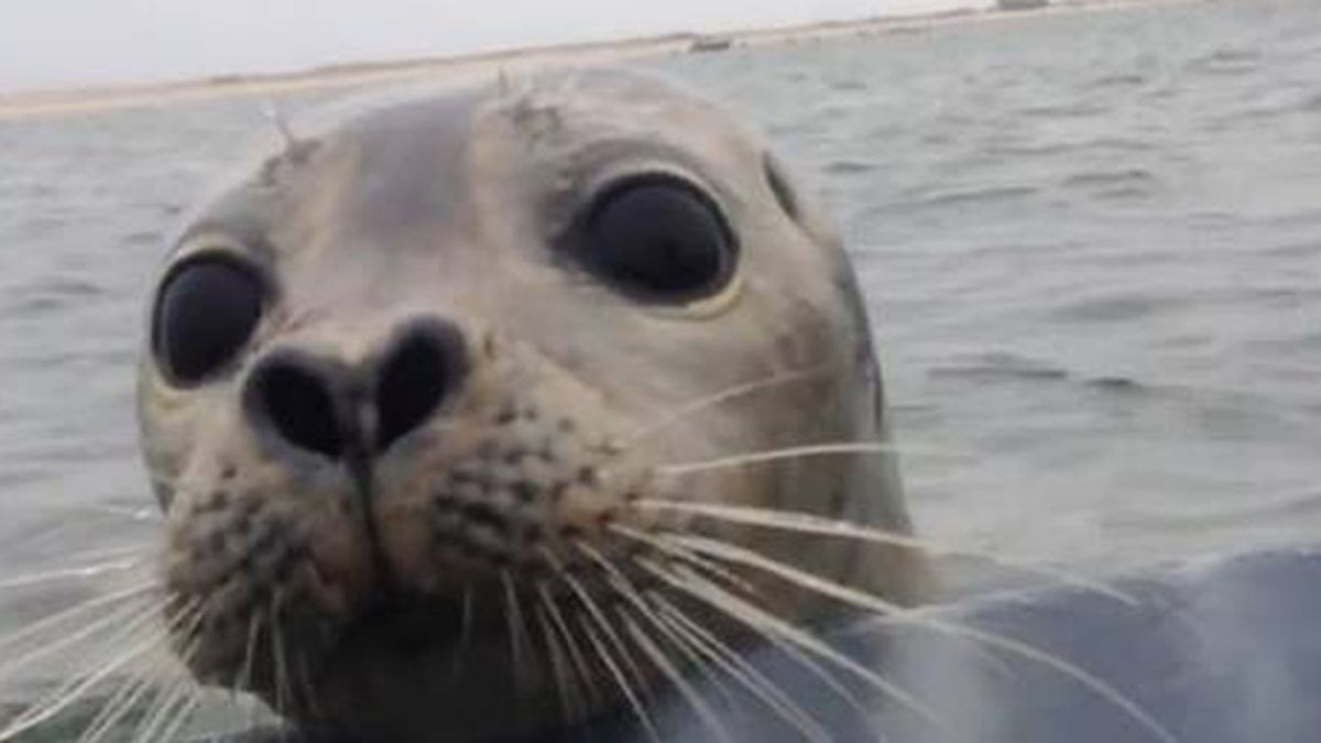 La conmovedora acción de una foca bebé para evitar que maten patos