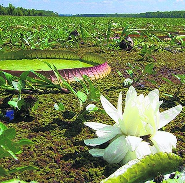 Una flor hecha leyenda