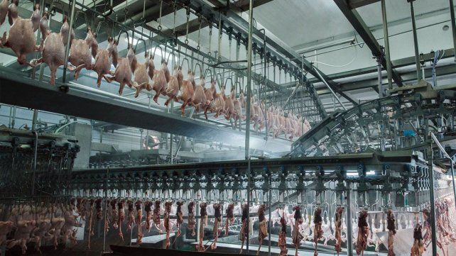 Industria: cada hora se faenan 10.000 pollos en Entre Ríos