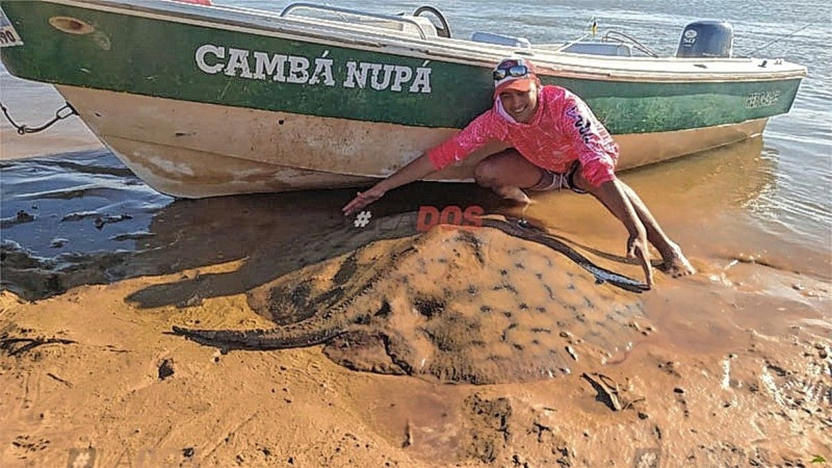 Pescaron una raya gigante en el río Paraná