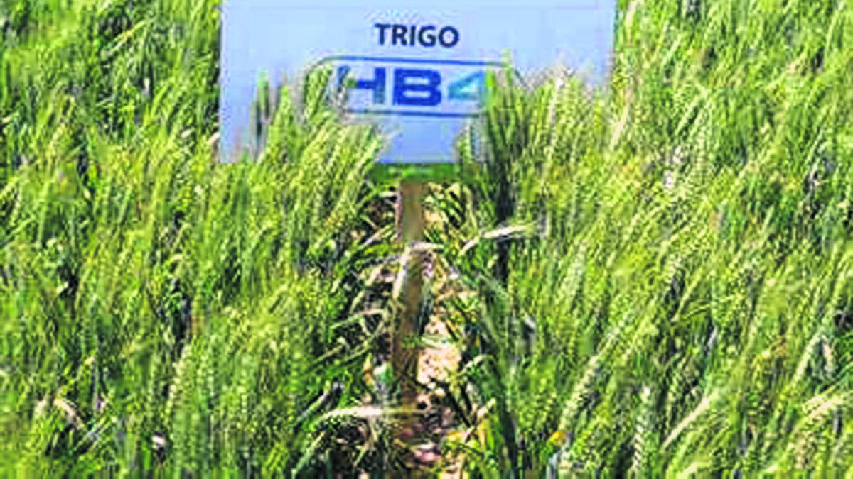 La aprobación del trigo HB4 abrió discusión en el agro