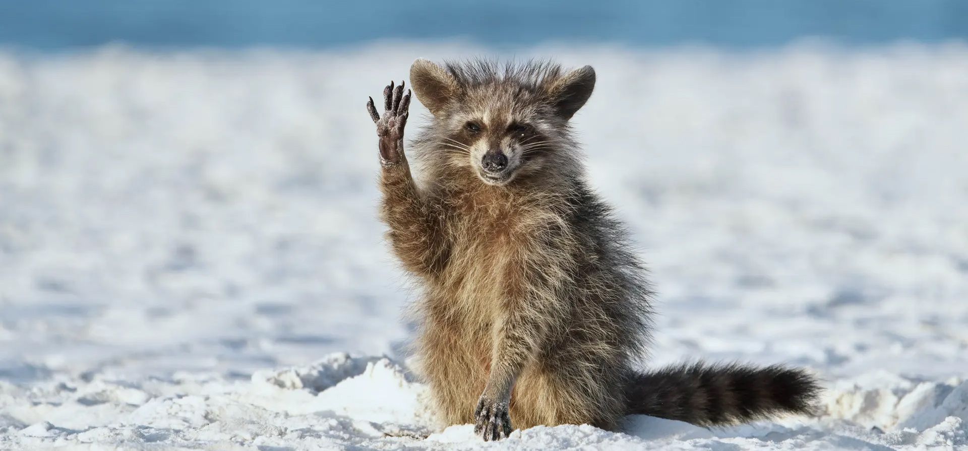 Imágenes finalistas del concurso Vida Silvestre 2022