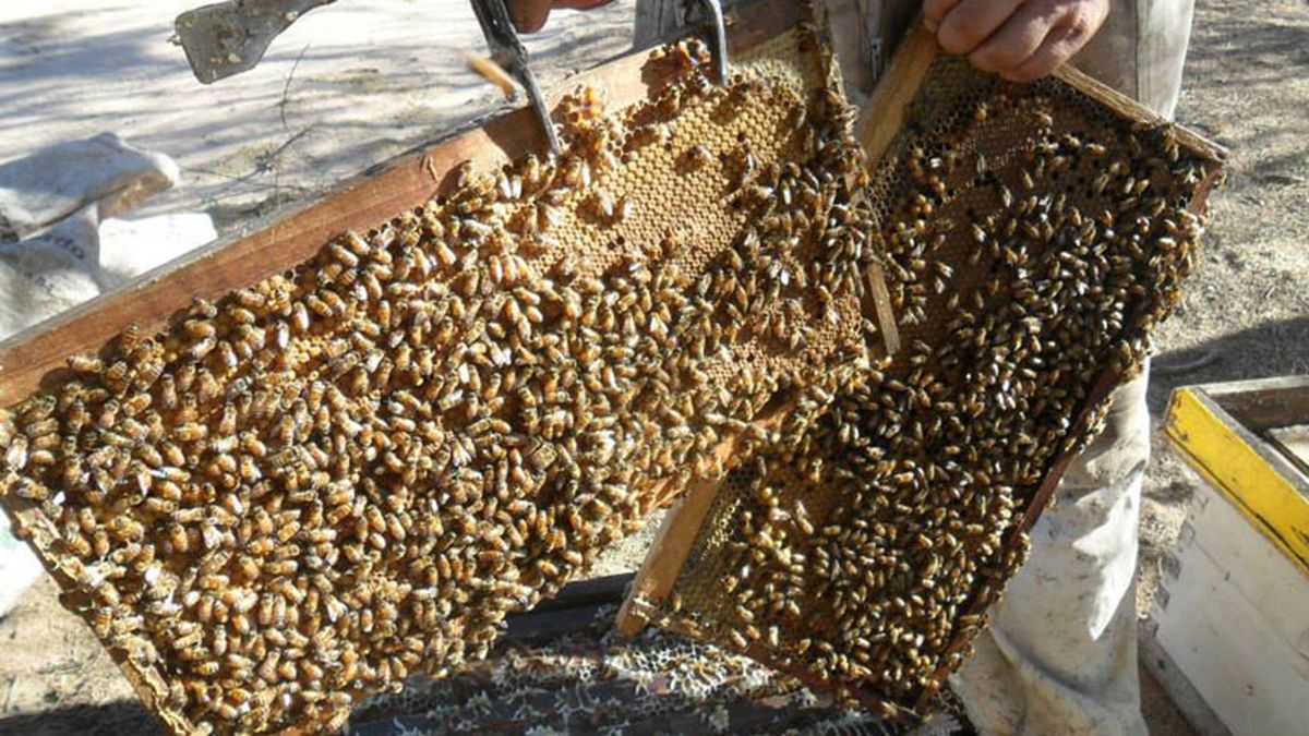 Vivir de las abejas, una tarea que conjuga pasión y empeño