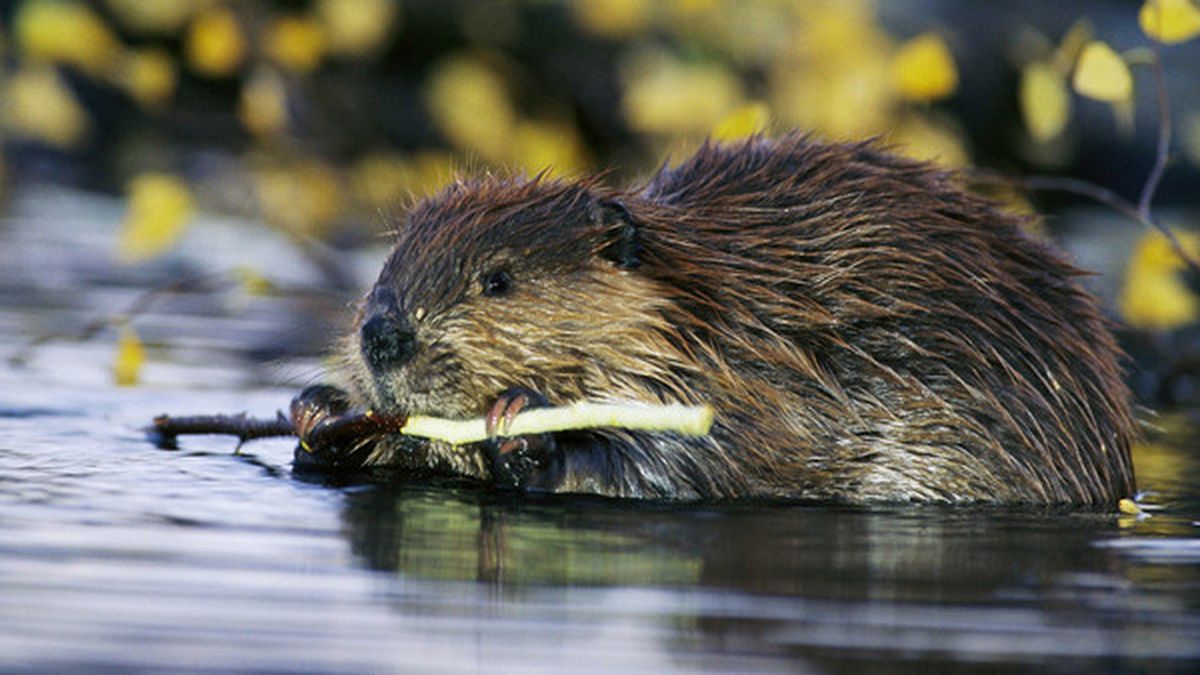 Matarán a los castores para salvar los bosques