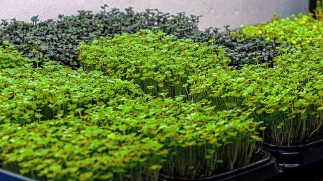 Cultivo de microgreens: emprendimiento innovador que crece