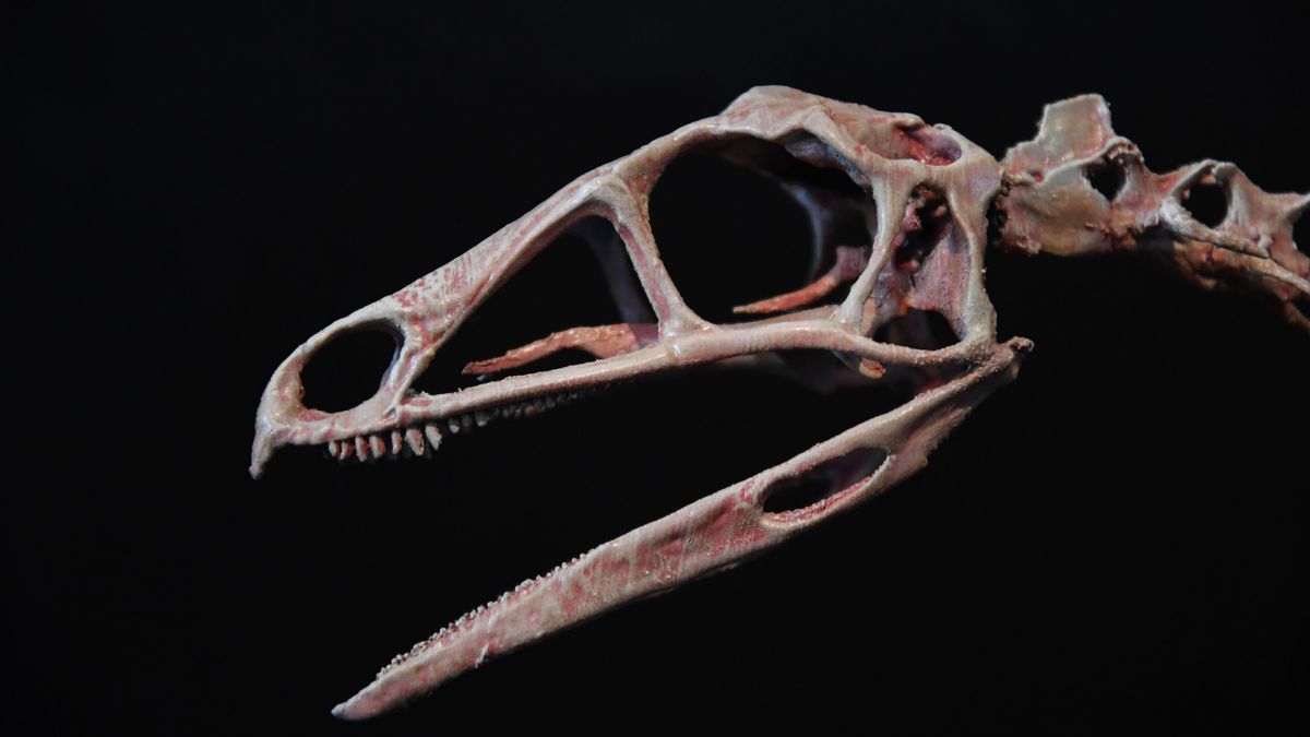 Científicos argentinos hallaron un Venetoraptor gassenae