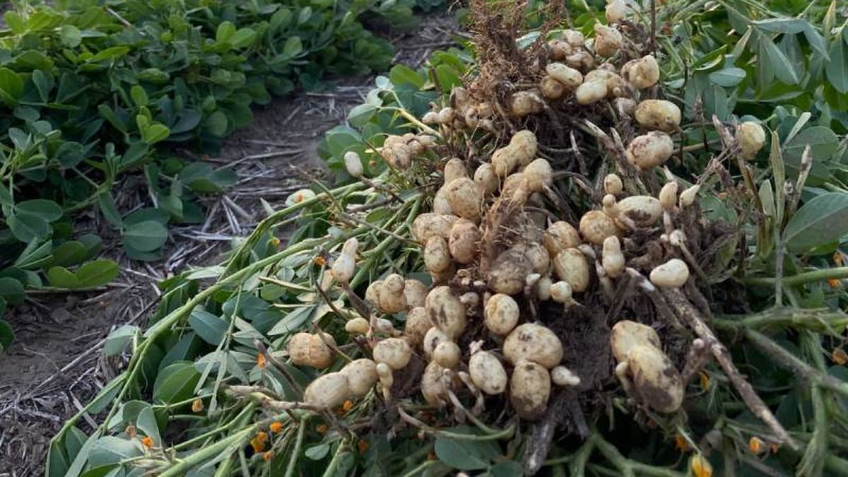 Desarrollan un polímero para semilla de maní