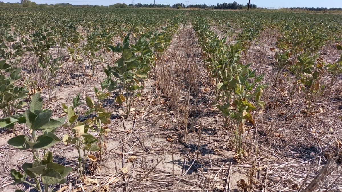 En Santa Fe Analizan Prorrogar La Emergencia Agropecuaria Por Sequía