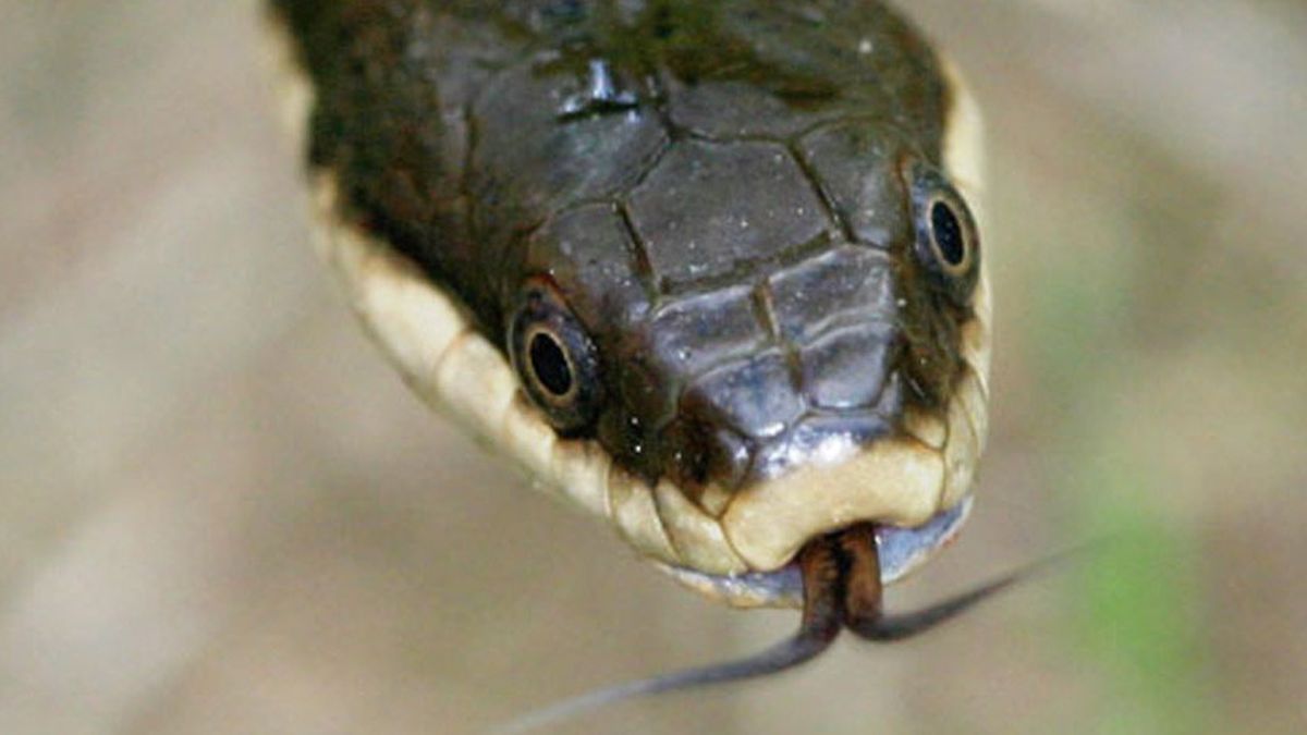 Una serpiente desgarró a su presa antes de engullirla