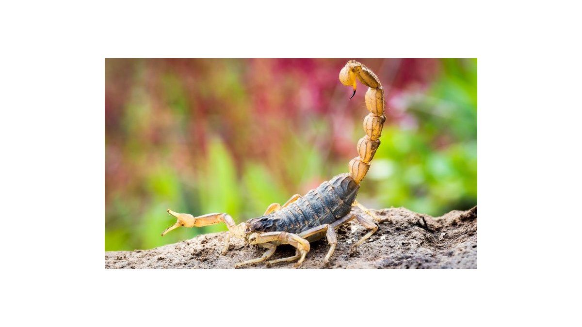 Cuidados y prevención ante la aparición de alacranes