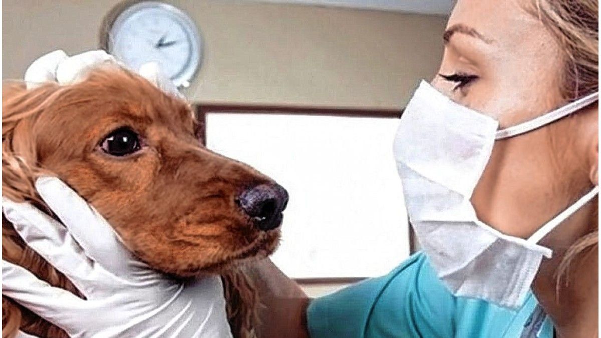 Profesión veterinaria fue declarada de interés sanitario