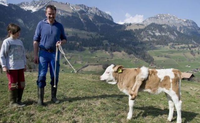 La vaca de seis patas sobrevivió a pesar de todos los pronósticos