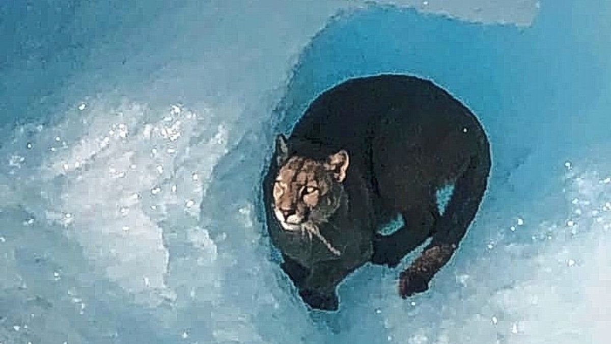 ¿Qué pasó con el puma avistado en el Lago Argentino?