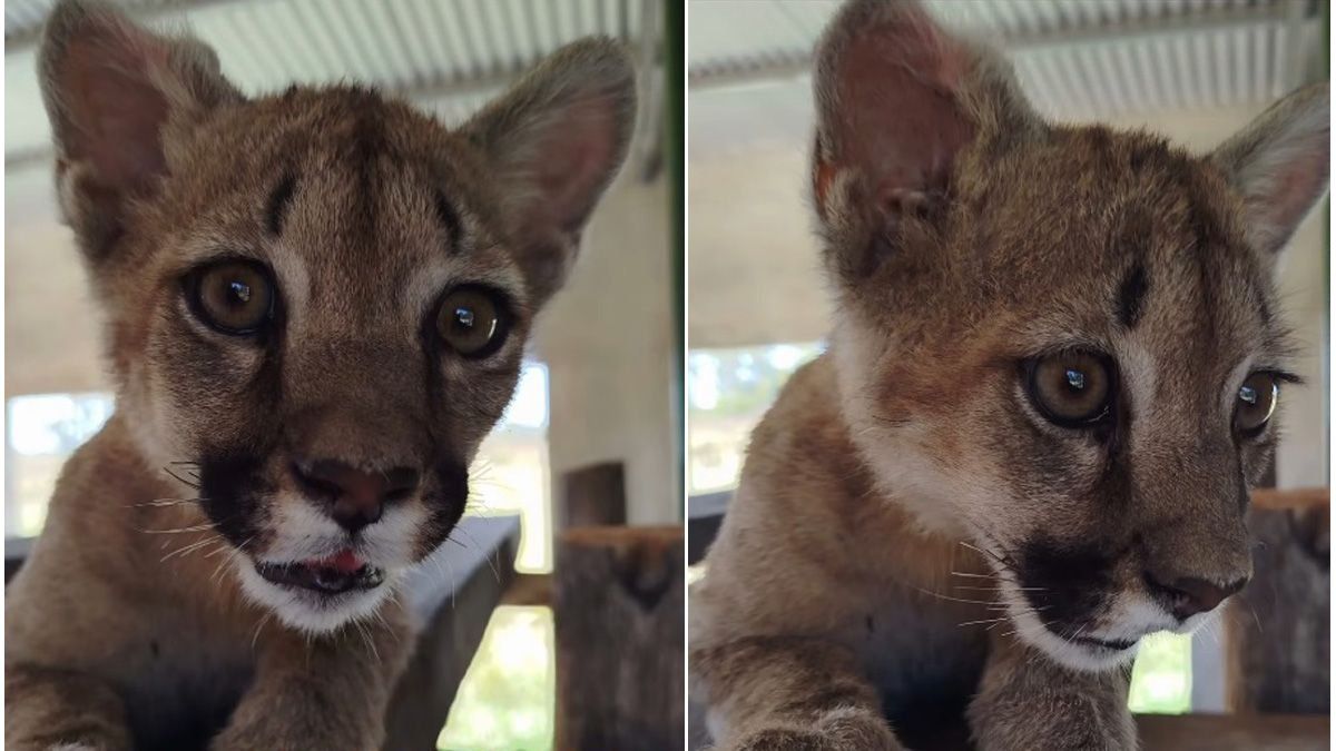 La Paz: rescataron una cachorra de puma concolor
