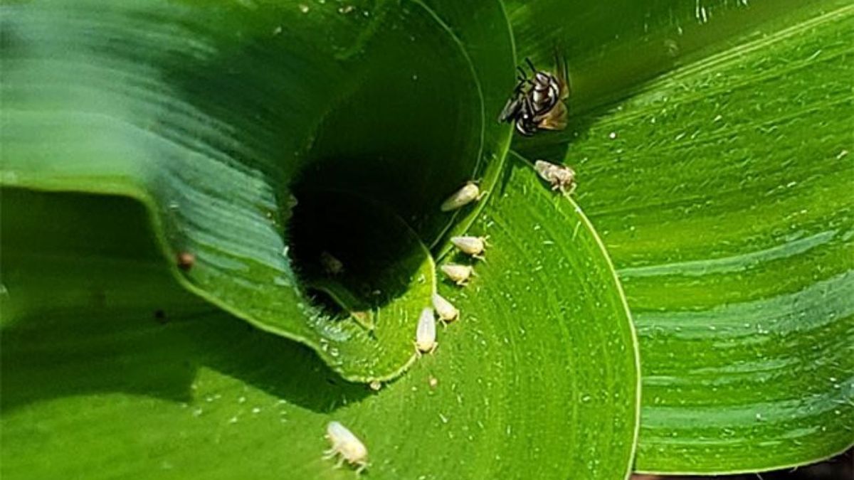 El Inta monitorea a la chicharrita del maíz para analizar su evolución