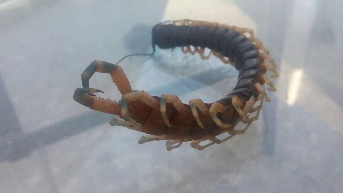 Un exótico ciempiés venenoso apareció en una vivienda de Maciel