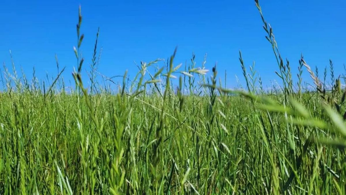 Raigrás Rápido Inta: un cultivo estratégico para el pastoreo