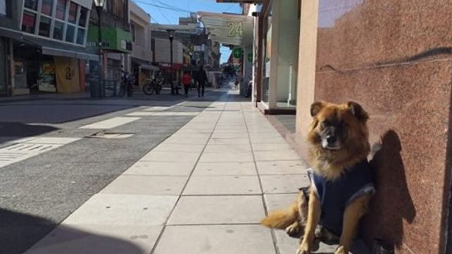 La historia de Chonino, el can que inspiró el Día Nacional del Perro