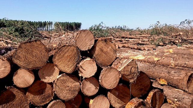 Gremio maderero alertó por desmedida exportación de rollizos