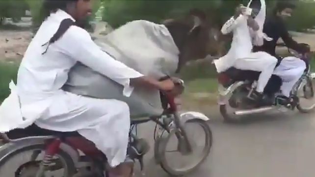 El video de una vaca viajando en moto causa furor en las redes