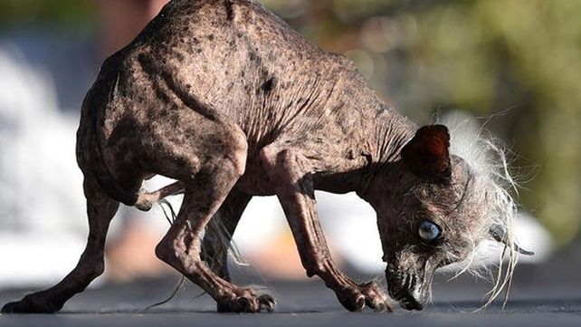 Este es Sweepee Rambo, elegido en Estados Unidos como el perro más feo ...