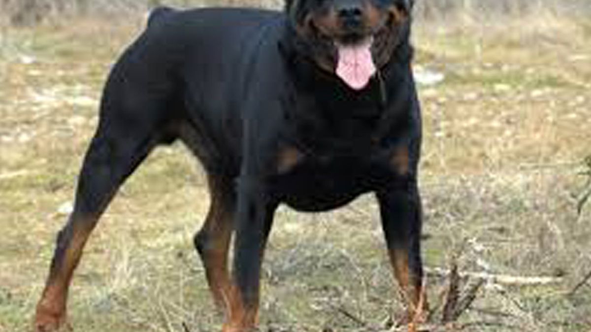 Perros agresivos: cuáles son las causas y qué hacer