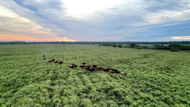 Pasturas 4.0: más diversidad y mejor genética para impulsar la recría