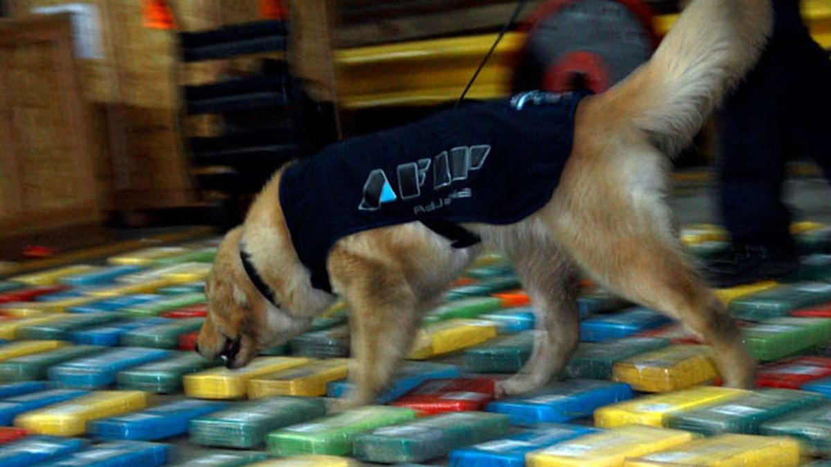 Perros antinarcóticos descubrieron más de media tonelada de cocaína en ...